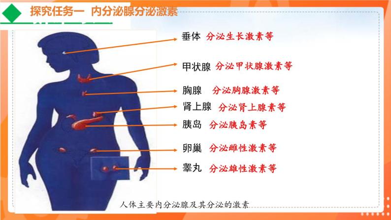 人教版 新课标七年级下册第四节 激素调节课文配套课件ppt 教习网课件下载