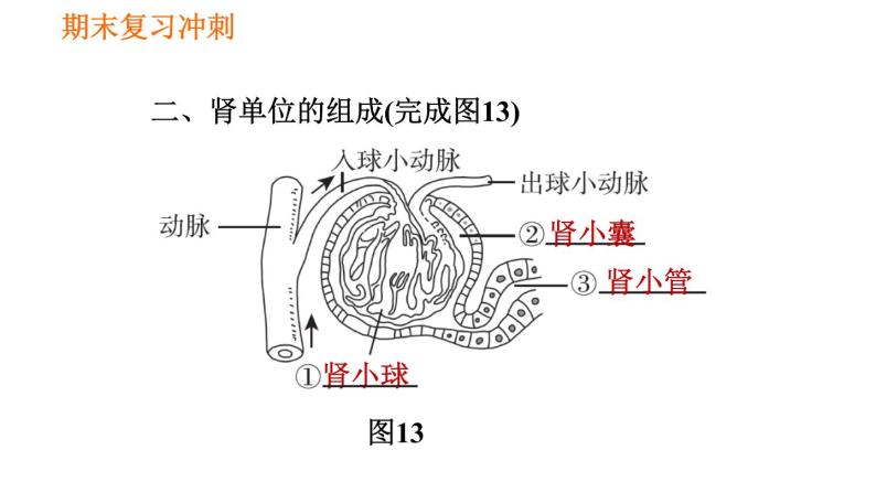 生物七年级下册第四单元 生物圈中的人第五章 人体内废物的排出课文内容课件ppt 教习网课件下载