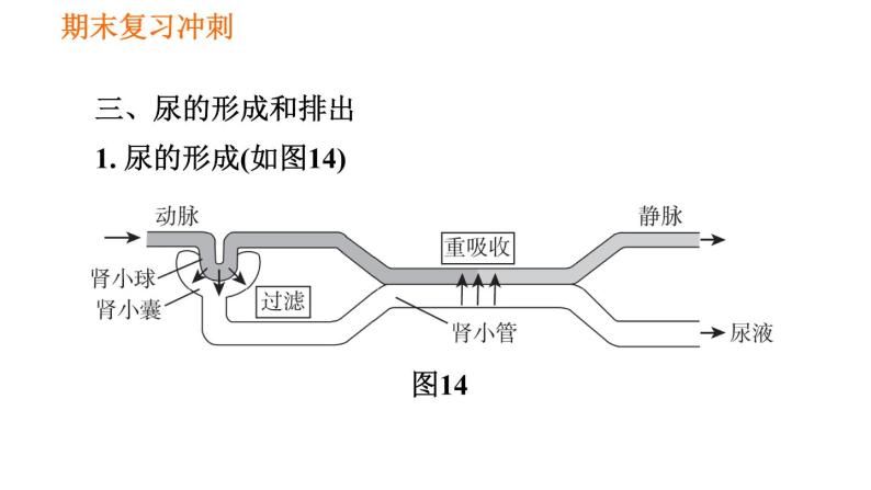 生物七年级下册第四单元 生物圈中的人第五章 人体内废物的排出课文内容课件ppt 教习网课件下载