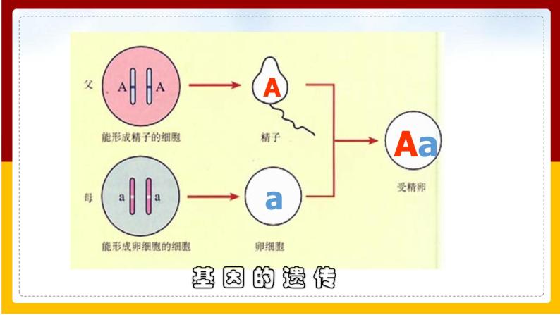 2021学年第二节 人的性状和遗传教学演示ppt课件 教习网课件下载