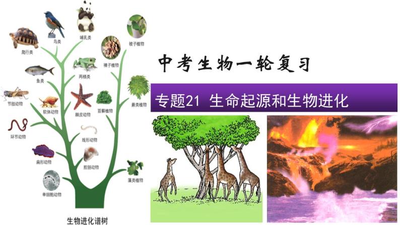 2022年中考一轮复习专题21生命的起源和生物的进化课件 教习网课件下载