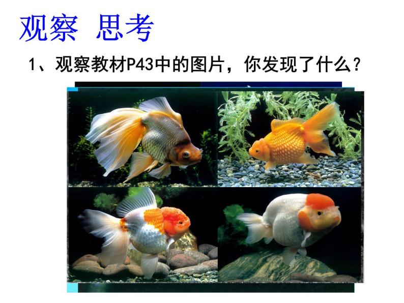 初中人教版 新课标第五节 生物的变异评课课件ppt 教习网课件下载