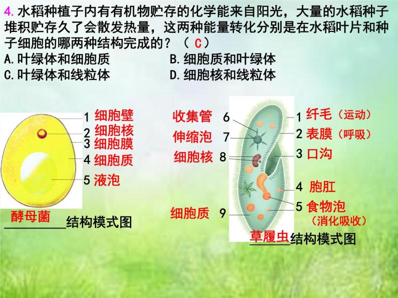 2022年中考复习:专题二生物体的结构层次课件 教习网课件下载