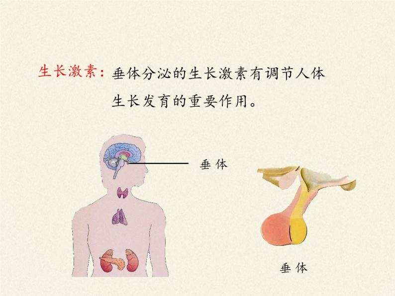 2021学年第四单元 生物圈中的人第12章 人体的自我调节第3节 激素调节多媒体教学ppt课件 教习网课件下载