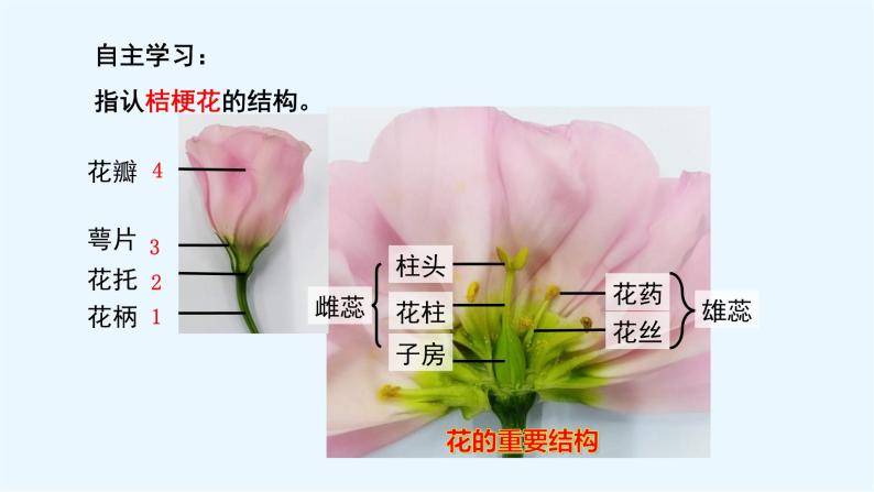 初中生物人教版 新课标七年级上册第三节 开花和结果授课ppt课件 教习网课件下载