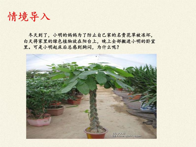 初中生物苏教版七年级上册第四节 植物的呼吸作用教学课件ppt 教习网课件下载