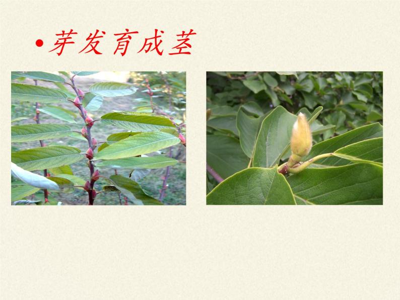 初中生物苏教版七年级上册第四节 植物茎的输导功能课堂教学课件ppt 教习网课件下载
