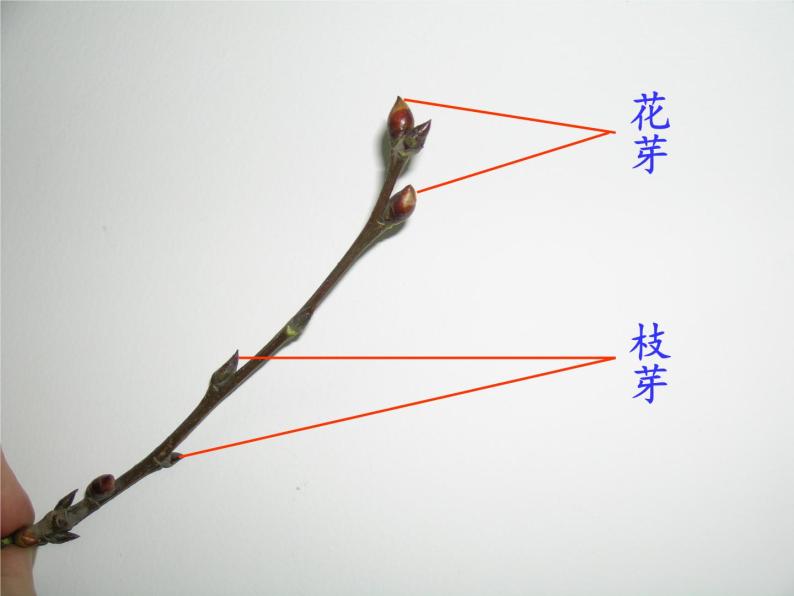 初中生物苏教版七年级上册第四节 植物茎的输导功能课堂教学课件ppt 教习网课件下载
