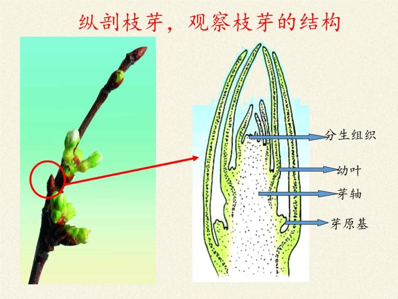 初中生物苏教版七年级上册第四节 植物茎的输导功能课堂教学课件ppt 教习网课件下载