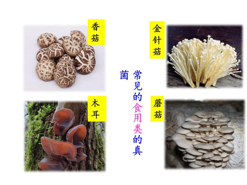人教版 新课标八年级上册第五单元 生物圈中的其他生物第四章 细菌和真菌第三节 真菌课堂教学ppt课件 教习网课件下载