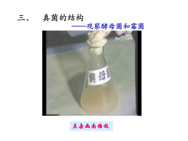 人教版 新课标八年级上册第五单元 生物圈中的其他生物第四章 细菌和真菌第三节 真菌课堂教学ppt课件 教习网课件下载