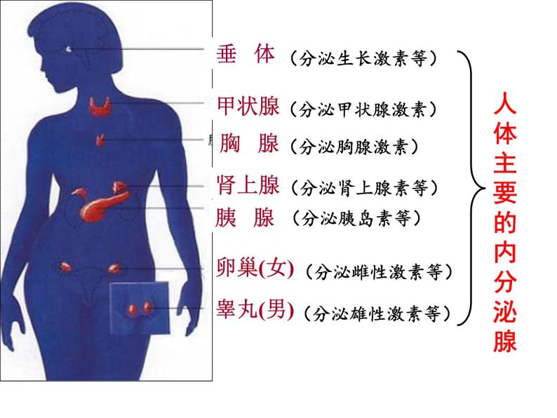 苏教版七年级下册第一节 人体的激素调节课文ppt课件 教习网课件下载