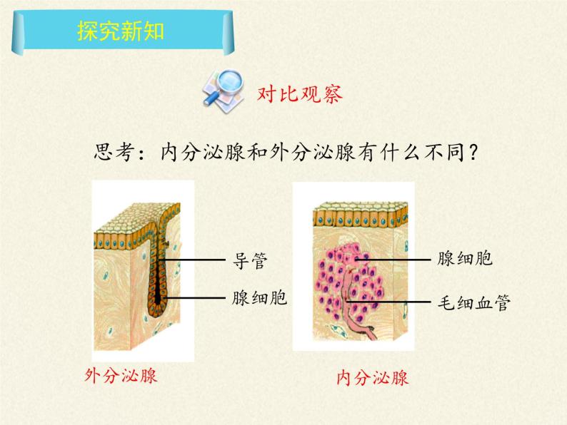 初中生物苏教版七年级下册第一节 人体的激素调节课文内容课件ppt 教习网课件下载