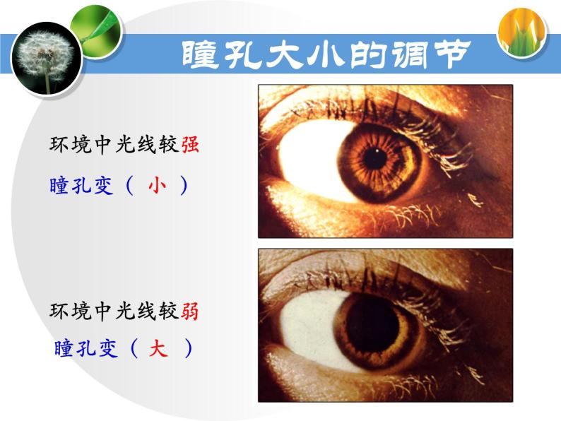 初中生物人教版 新课标七年级下册第一节 人体对外界环境的感知说课ppt课件 教习网课件下载