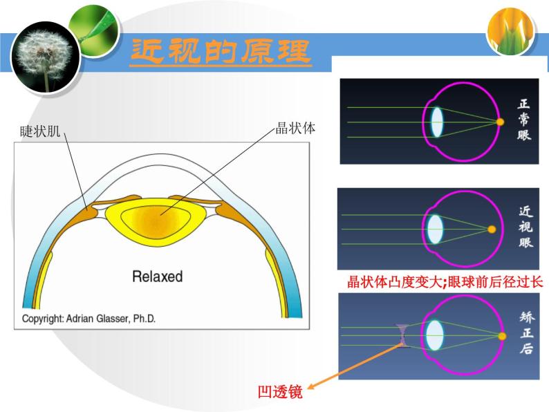 初中生物人教版 新课标七年级下册第一节 人体对外界环境的感知说课ppt课件 教习网课件下载