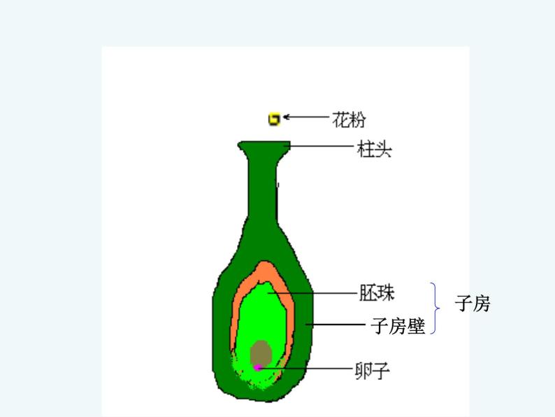 人教版 新课标七年级上册第三节 开花和结果背景图课件ppt 教习网课件下载
