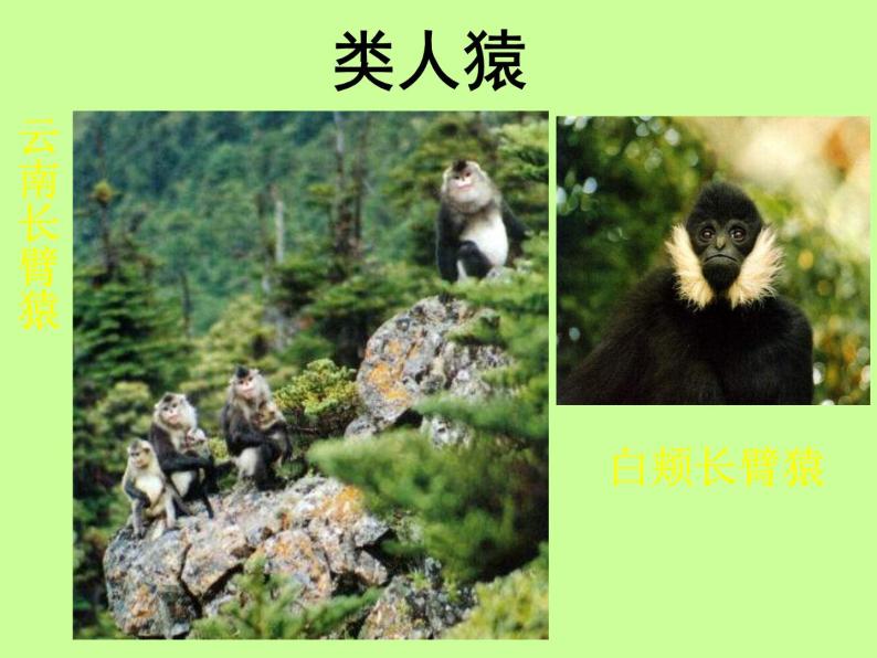 初中生物苏科版八年级下册第4节 人类的起源和进化示范课课件ppt 教习网课件下载