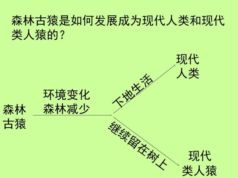 初中生物苏科版八年级下册第4节 人类的起源和进化示范课课件ppt 教习网课件下载