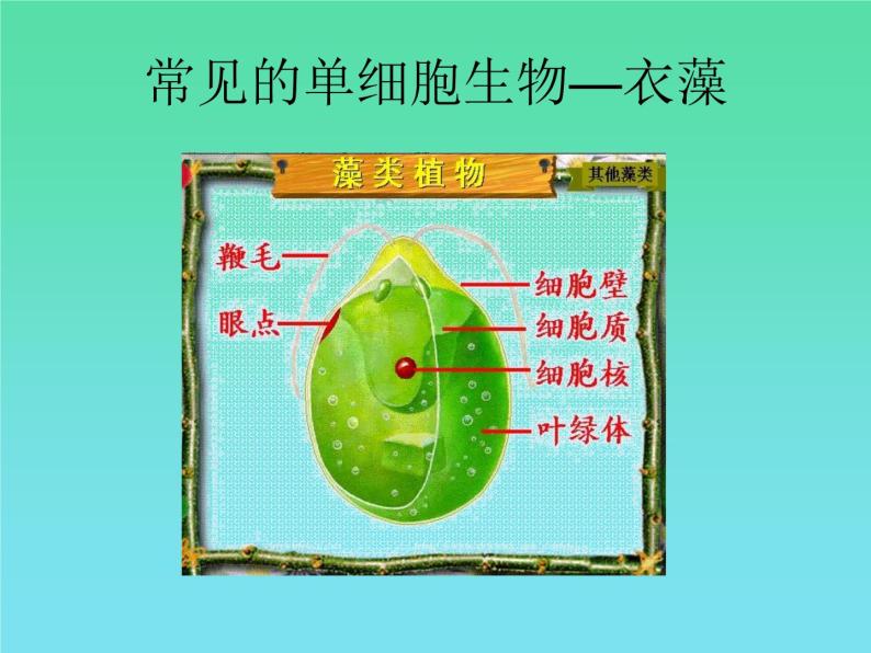 初中第3节 单细胞的生物体教学演示ppt课件 教习网课件下载