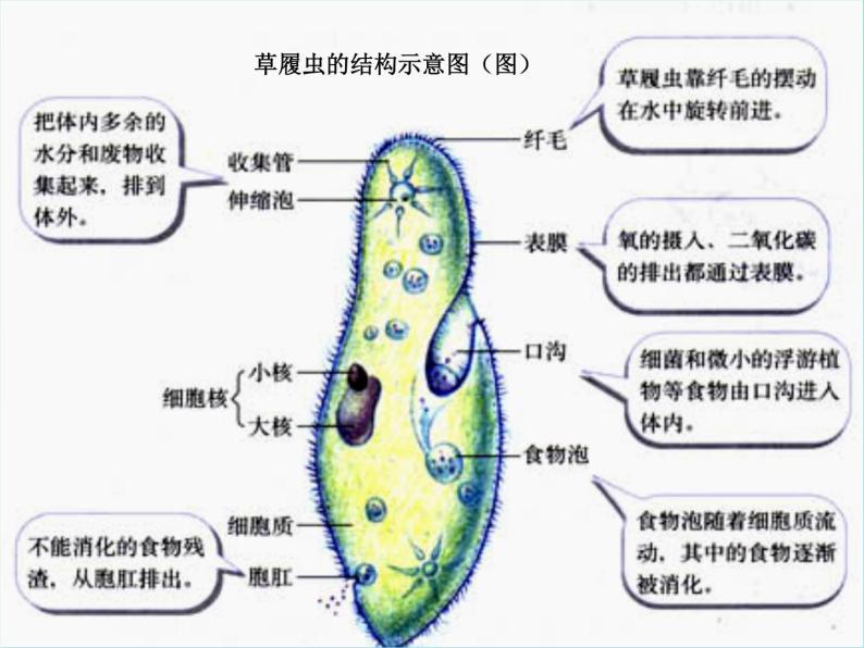初中第3节 单细胞的生物体教学演示ppt课件 教习网课件下载