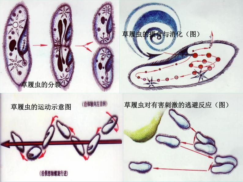 初中第3节 单细胞的生物体教学演示ppt课件 教习网课件下载