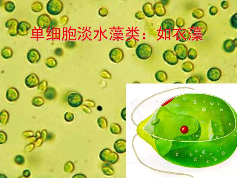 初中生物第一节 藻类植教课ppt课件 教习网课件下载