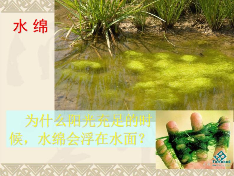 初中生物第一节 藻类植教课ppt课件 教习网课件下载