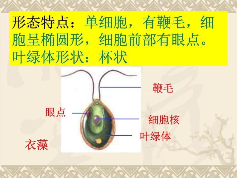 初中生物第一节 藻类植教课ppt课件 教习网课件下载