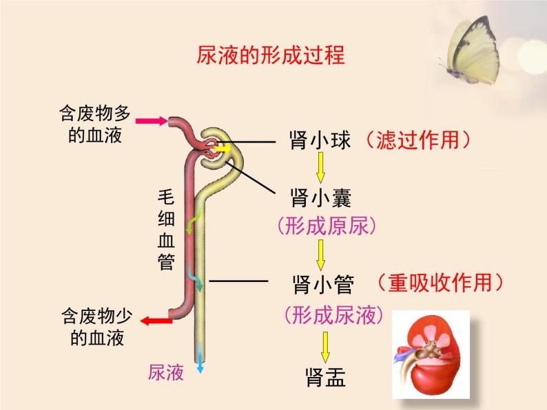 苏教版七年级下册第4单元 生物圈中的人第11章 人体内的废物排人环境第二节 人体废物的排出图文ppt课件 教习网课件下载