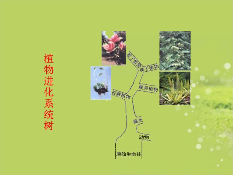 初中生物北师大版八年级下册第3节 植物的主要类群图文ppt课件 教习网课件下载
