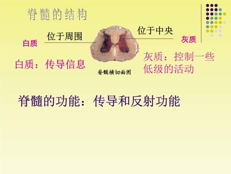 苏教版第4单元 生物圈中的人第12章 人体生命活动的调节第二节 人体的神经调节教课课件ppt 教习网课件下载
