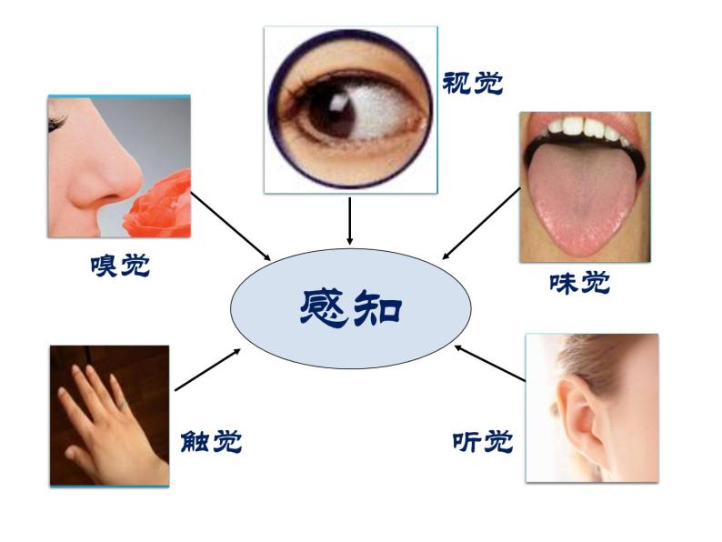 济南版七年级下册第四节 人体对周围世界的感知课前预习ppt课件 教习网课件下载