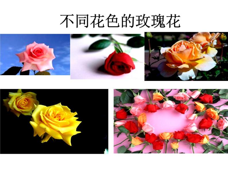 苏教版八年级下册第五节 生物的变异课文内容课件ppt 教习网课件下载