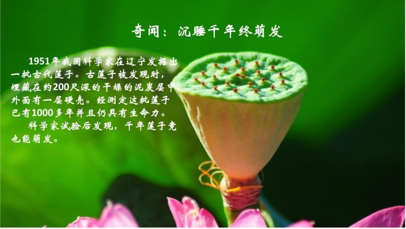 初中生物济南版八年级上册第四节 种子的萌发教案配套课件ppt 教习网课件下载