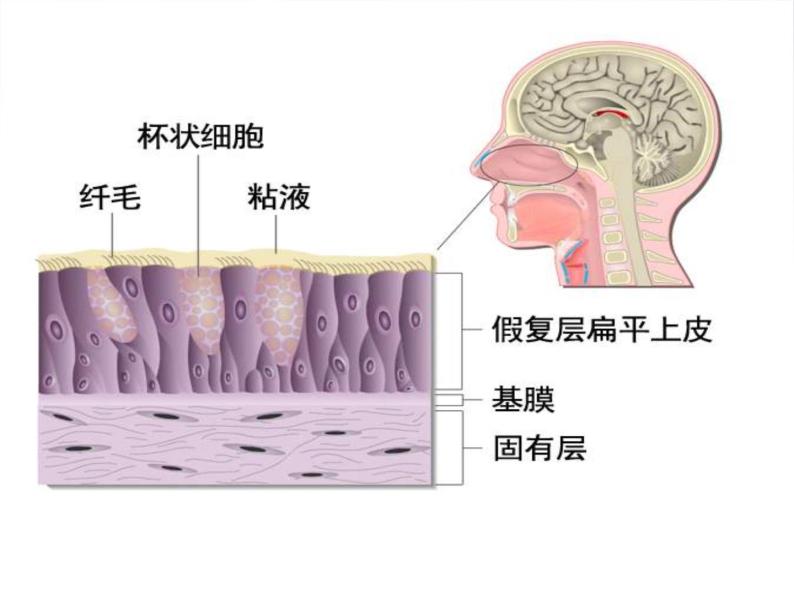 初中生物人教版 新课标七年级下册第一节 呼吸道对空气的处理课文内容ppt课件 教习网课件下载
