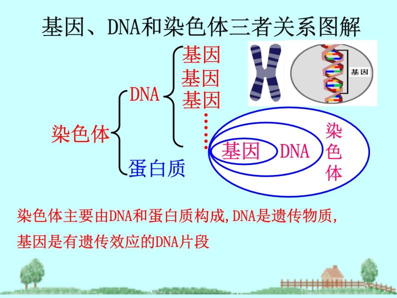 初中生物人教版 新课标八年级下册第二节 基因在亲子代间的传递教课内容课件ppt 教习网课件下载
