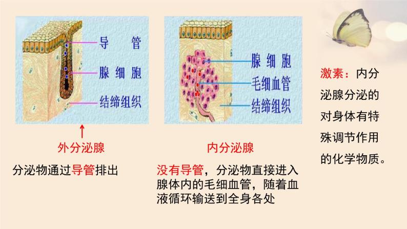 济南版七年级下册第一节 人体的激素调节教课ppt课件 教习网课件下载