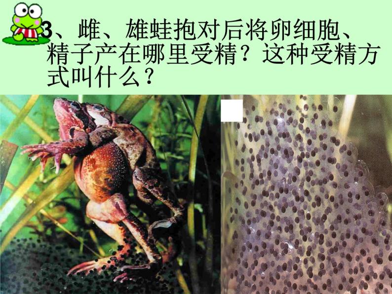 初中生物苏教版八年级下册第四节 两栖类的生殖与发育图文ppt课件 教习网课件下载
