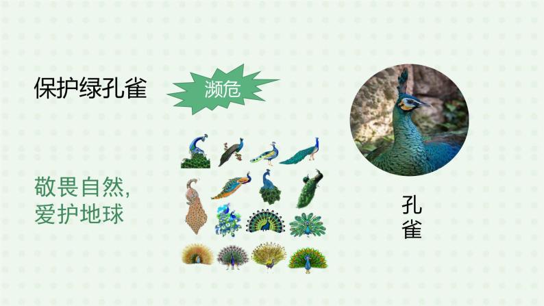 初中生物人教版 新课标八年级上册第二节 从种到界精品课件ppt 教习网课件下载