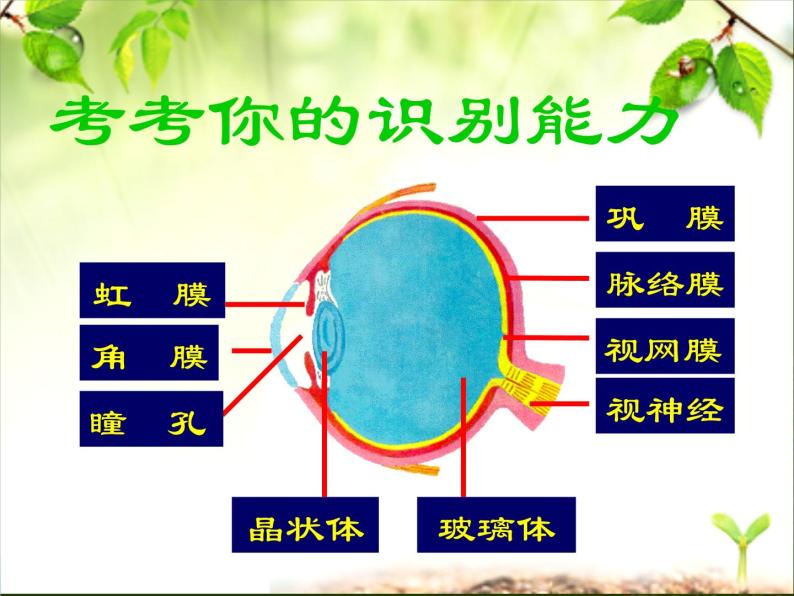 初中生物人教版 新课标七年级下册第一节 人体对外界环境的感知课文课件ppt 教习网课件下载