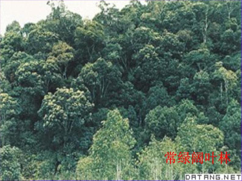 初中生物人教版 新课标七年级上册第三单元 生物圈中的绿色植物第六章 爱护植被，绿化祖国教课课件ppt 教习网课件下载