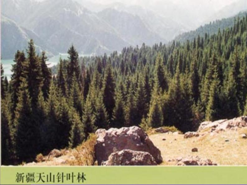 初中生物人教版 新课标七年级上册第三单元 生物圈中的绿色植物第六章 爱护植被,绿化祖国教课课件ppt 教习网课件下载