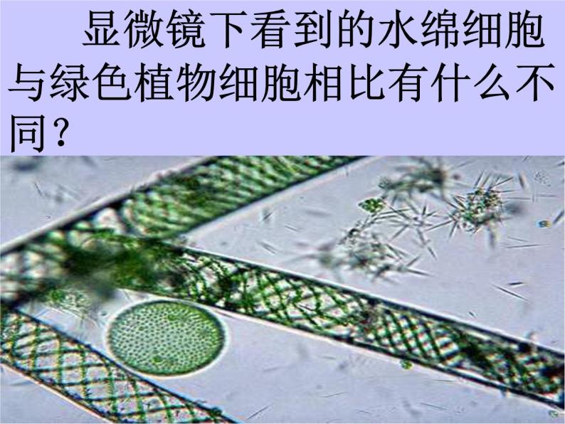 苏科版七年级下册第2节 水中的藻类植物备课课件ppt 教习网课件下载