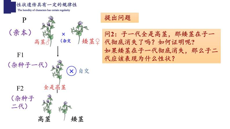 初中生物北师大版八年级上册第3节 性状遗传有一定的规律性图片课件ppt 教习网课件下载