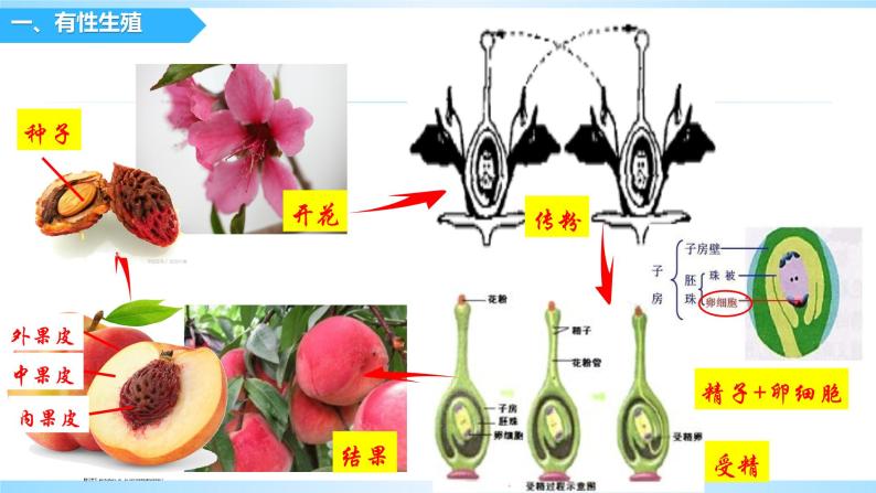 人教版 新课标八年级下册第一节 植物的生殖说课课件ppt 教习网课件下载