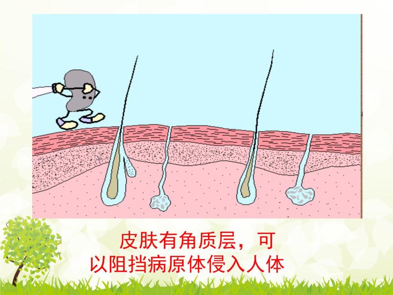 初中苏科版第1节 人体的免疫防线教案配套ppt课件 教习网课件下载