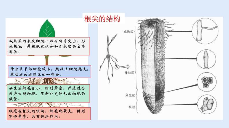 人教版 新课标七年级上册第二节 植株的生长教学演示ppt课件 教习网课件下载