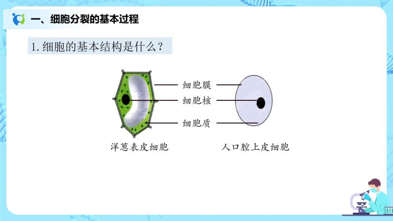 初中第一节 细胞通过分裂产生新细胞优秀ppt课件 教习网课件下载