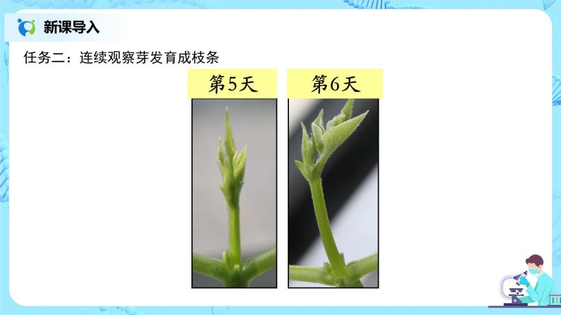 生物七年级上册第二节 植株的生长优秀课件ppt 教习网课件下载