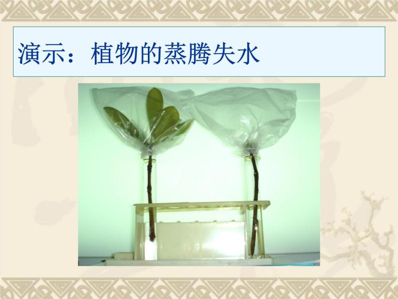 初中生物北师大版七年级上册第4节 蒸腾作用课堂教学课件ppt 教习网课件下载